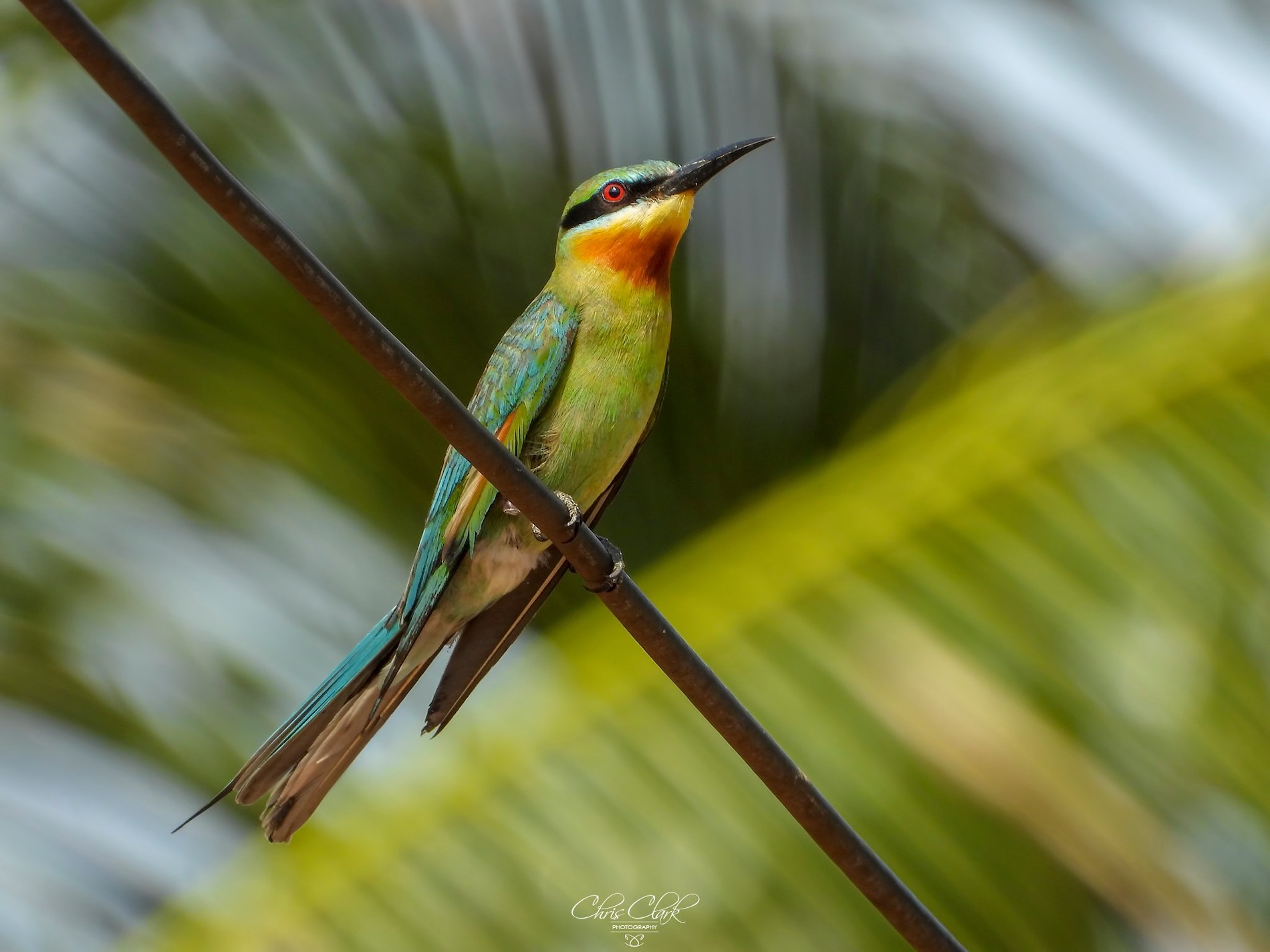 Birds of Koh Tao - A Comprehensive Guide for Bird Watchers
