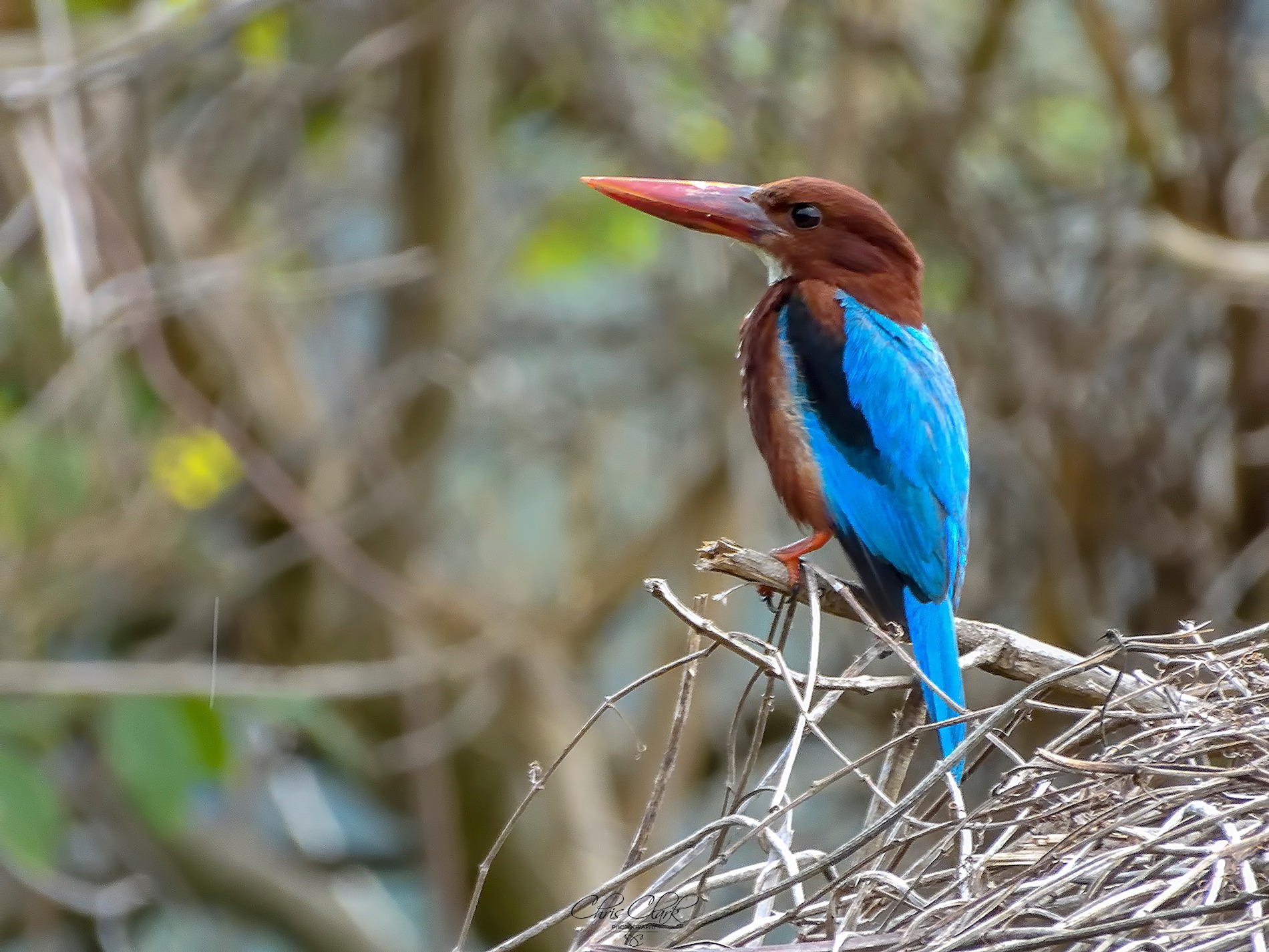 Birds of Koh Tao | Koh Tao Conservation | Koh Tao