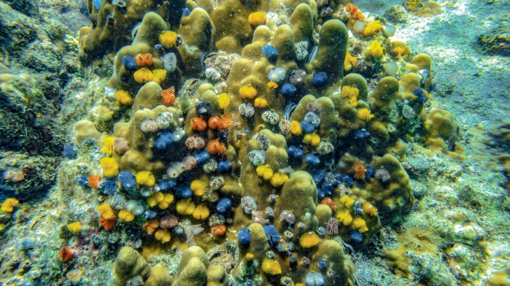 Experience The Best Beaches & Bays on a Koh Tao Snorkel Trip